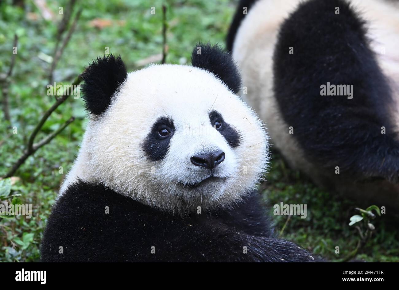 **CHINESE MAINLAND, HONG KONG, MACAU AND TAIWAN OUT** Cute giant pandas ...
