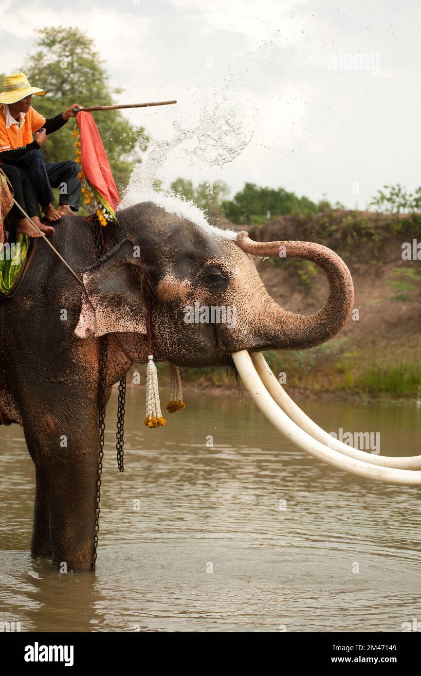 Young elephant happiness drinking water and relaxing after Ordination ...