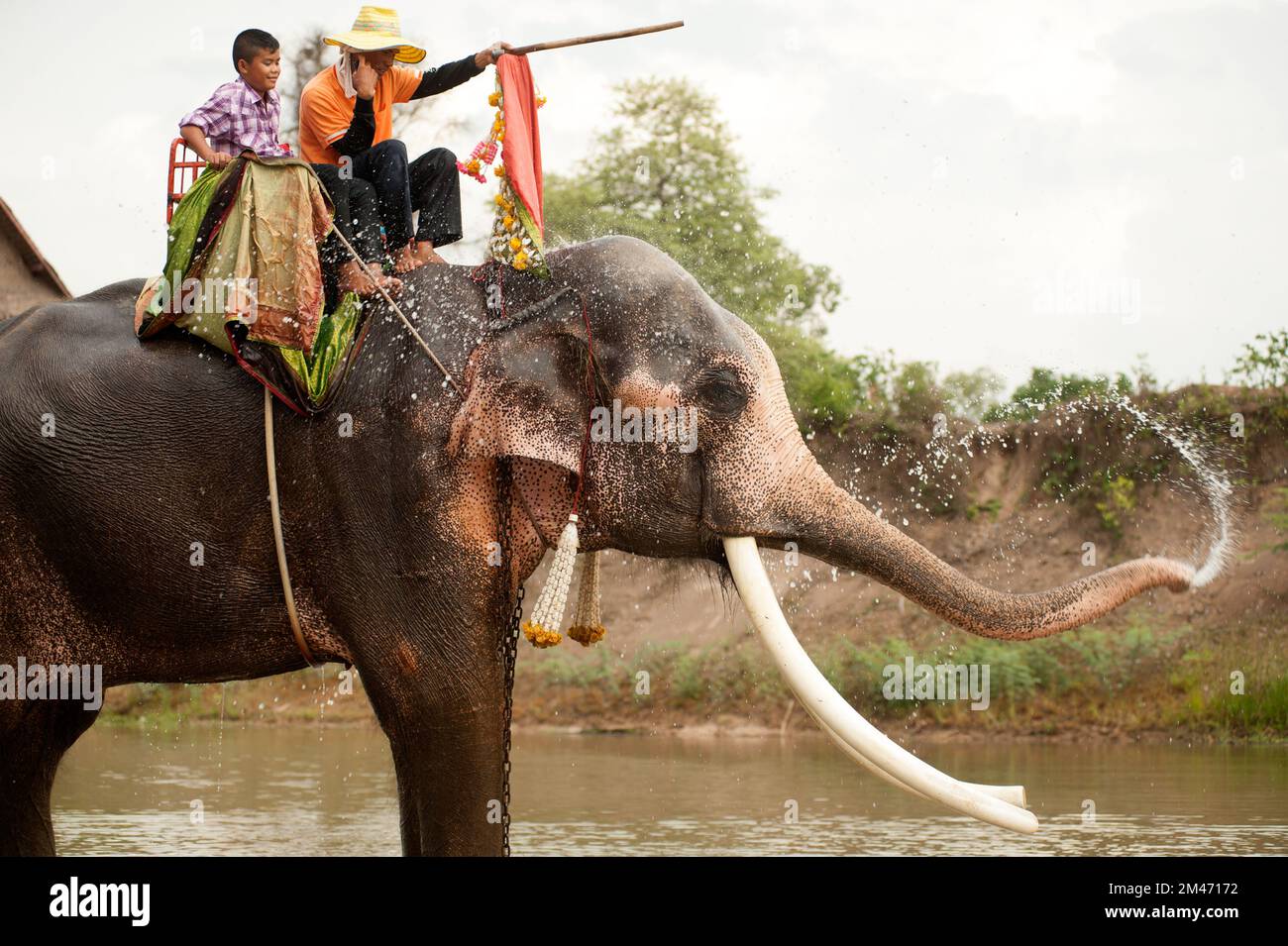 Young elephant happiness drinking water and relaxing after Ordination ...