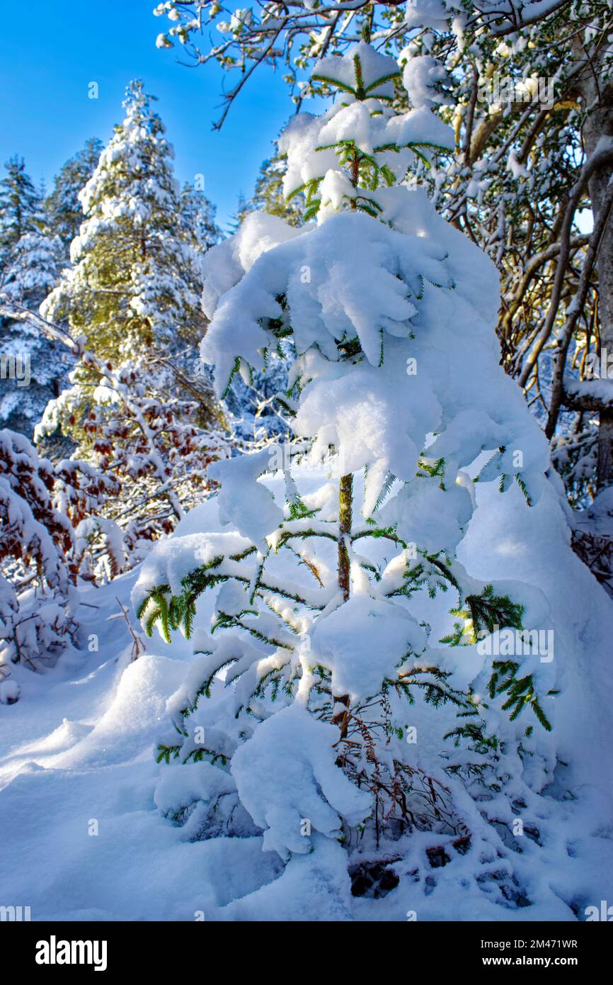 Evergreen fir trees covered with pristine snow Stock Photo - Alamy