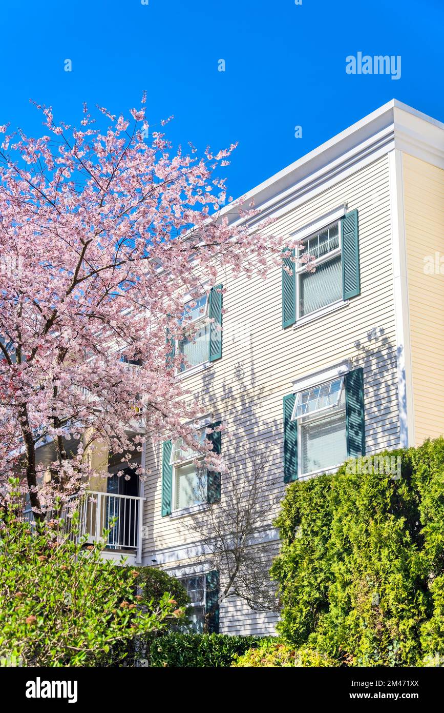 Blossoming cherry tree beside low rise residential building Stock Photo ...