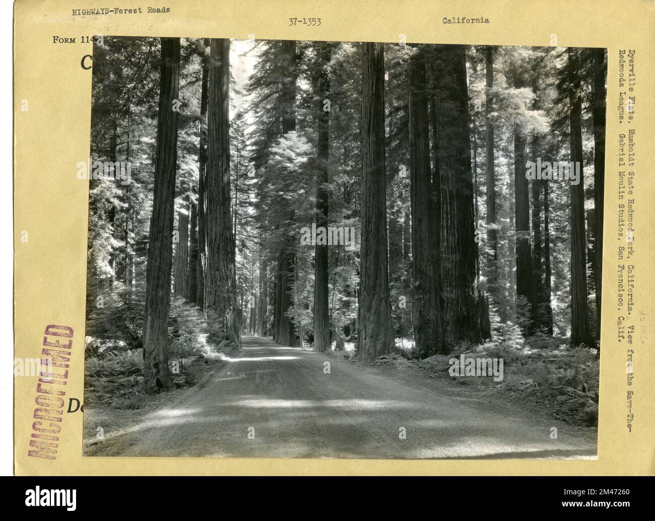 Dyerville Flats, Humboldt State Redwood Park. Original caption ...
