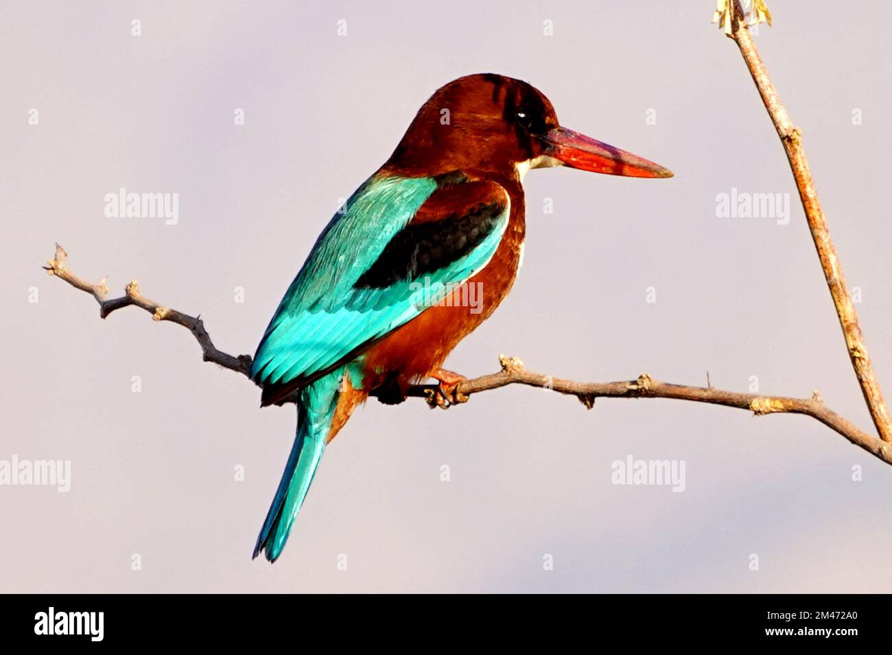 A white-throated kingfisher (Halcyon smyrnensis) bird near the lake in ...
