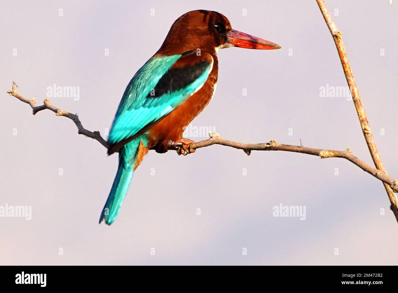 A white-throated kingfisher (Halcyon smyrnensis) bird near the lake in ...