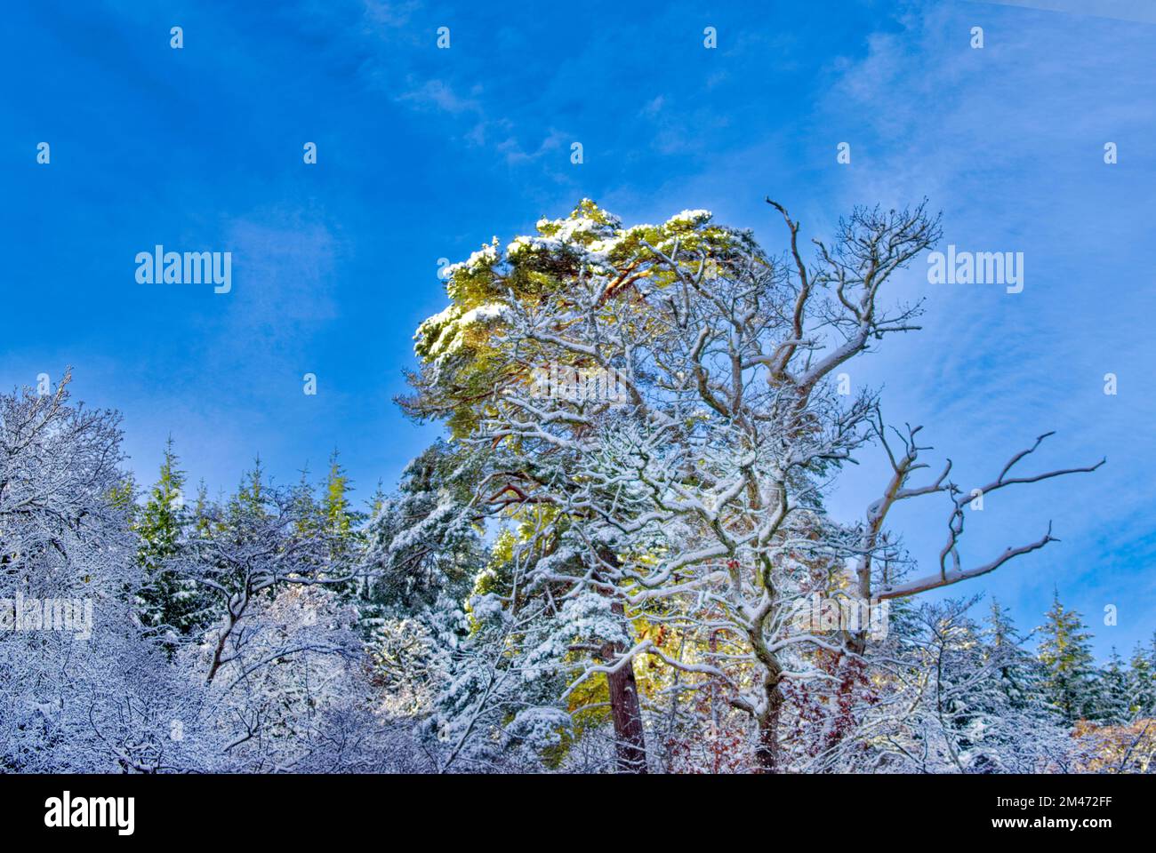 Pine trees in snow snowfall hi-res stock photography and images - Alamy