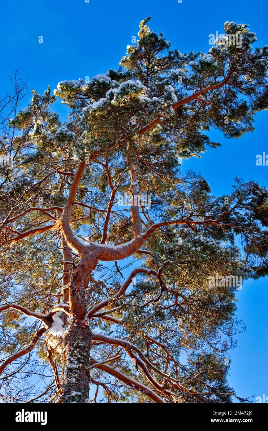 Scots Pine tree in winter with snow on the branches and a blue sky ...