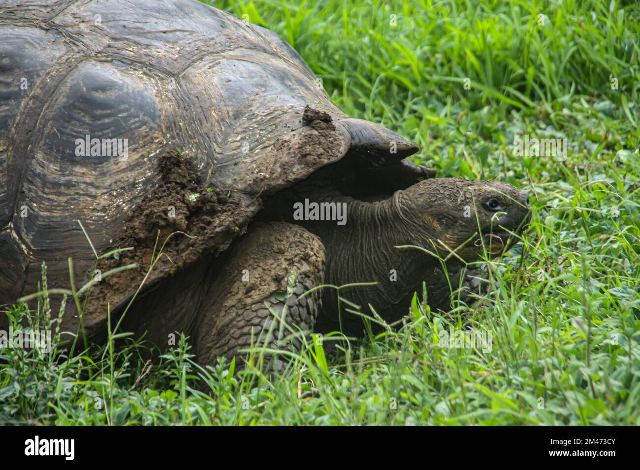 Galapagos tortoise. The Galapagos tortoise (Chelonoidis nigra) is the ...