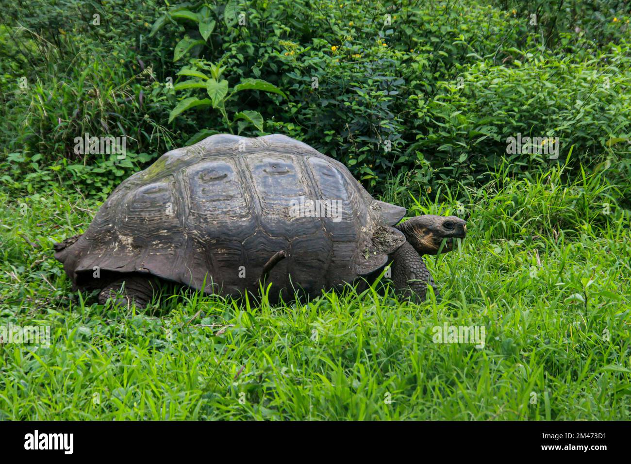 Galapagos tortoise. The Galapagos tortoise (Chelonoidis nigra) is the ...