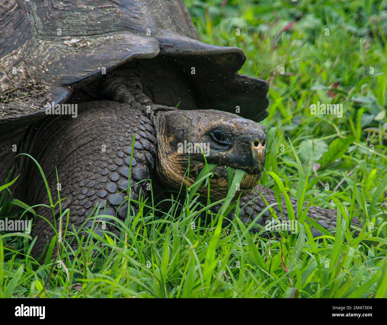 Galapagos tortoise. The Galapagos tortoise (Chelonoidis nigra) is the ...
