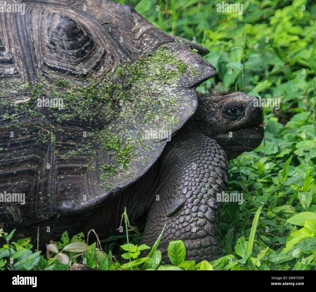 Galapagos tortoise. The Galapagos tortoise (Chelonoidis nigra) is the ...
