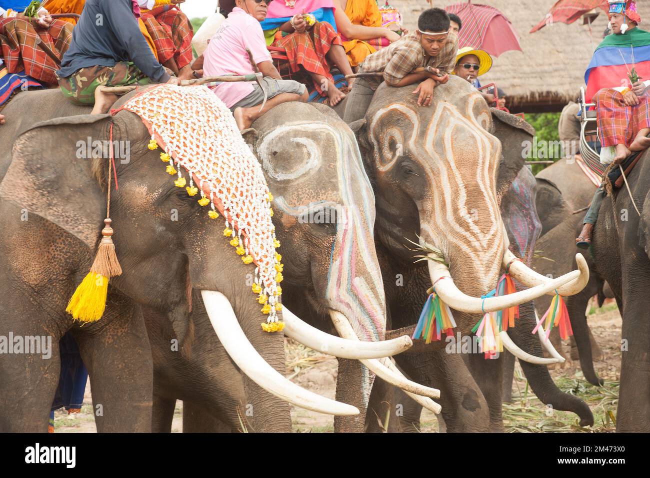 Ordination Parade on Elephants Back Festival is when elephants parade ...
