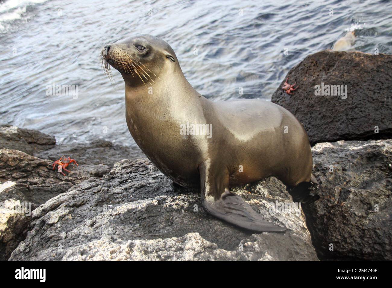 The Galápagos sea lion (Zalophus wollebaeki) photographed in Galapagos ...