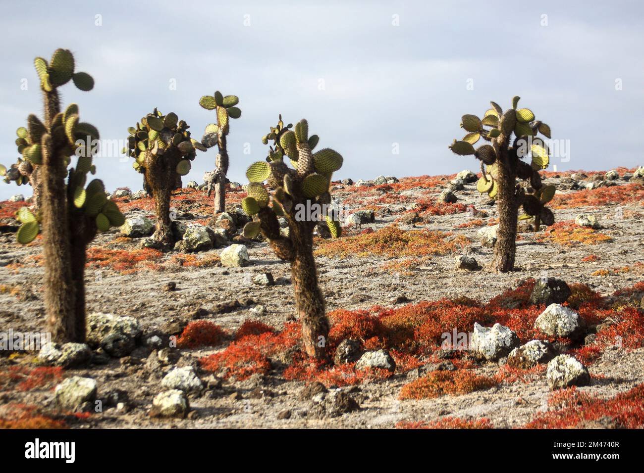 Galapagos prickly pear (Opuntia echios) cactus. Photographed on Santa ...