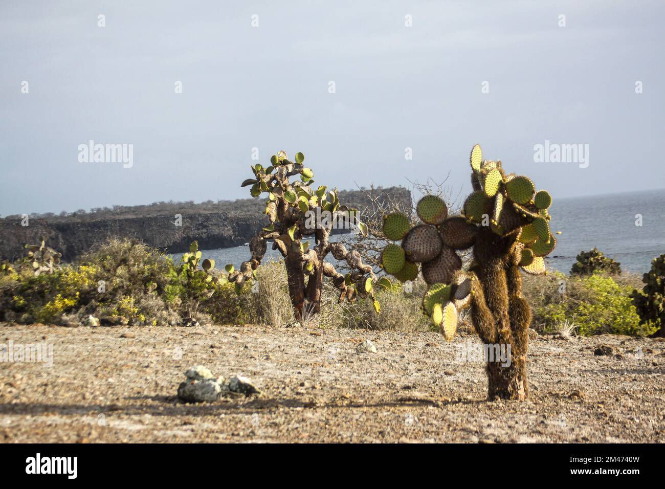 Galapagos prickly pear (Opuntia echios) cactus. Photographed on Santa ...
