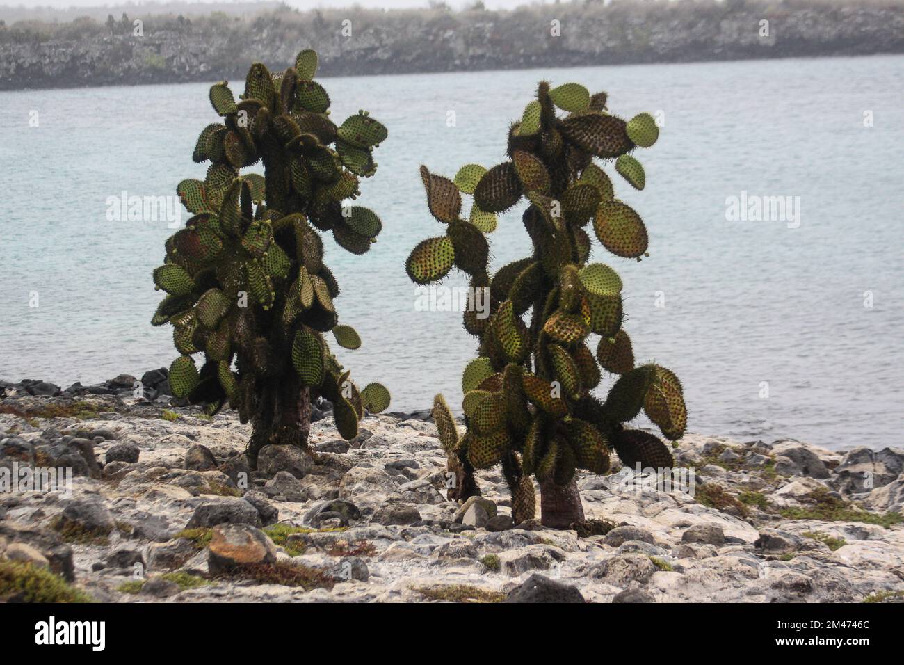 Galapagos prickly pear (Opuntia echios) cactus. Photographed on Santa ...