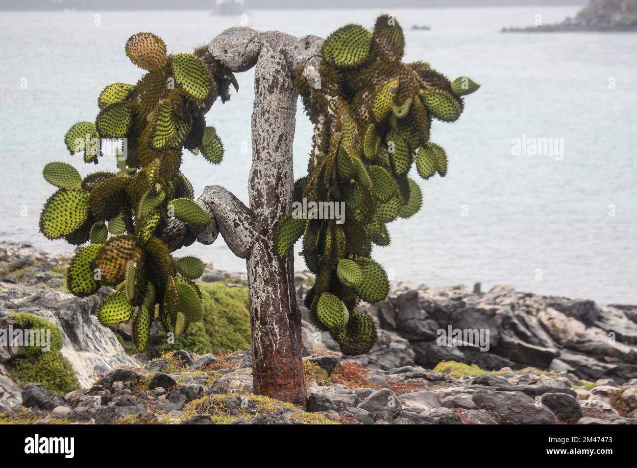 Galapagos prickly pear (Opuntia echios) cactus. Photographed on Santa ...