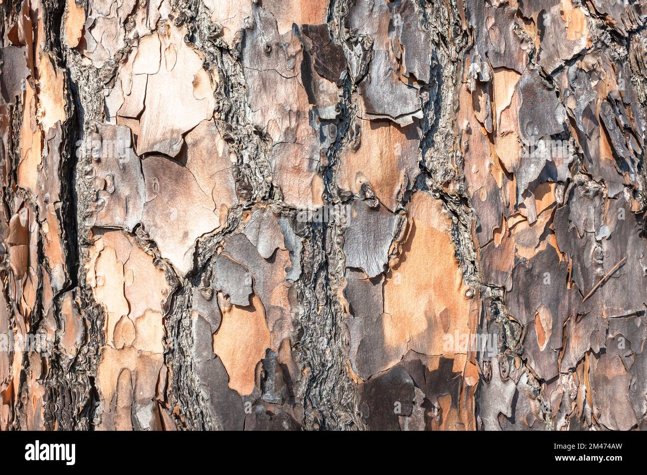 Tree Pine bark skin textures closeup detail for a natural rough ...