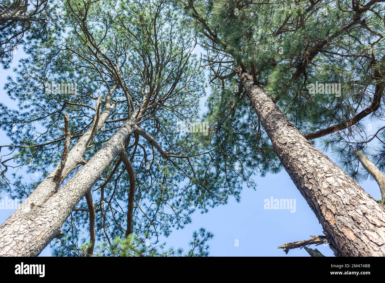 Trees Tall High Pine bark skin textures detail towards blue sky ...