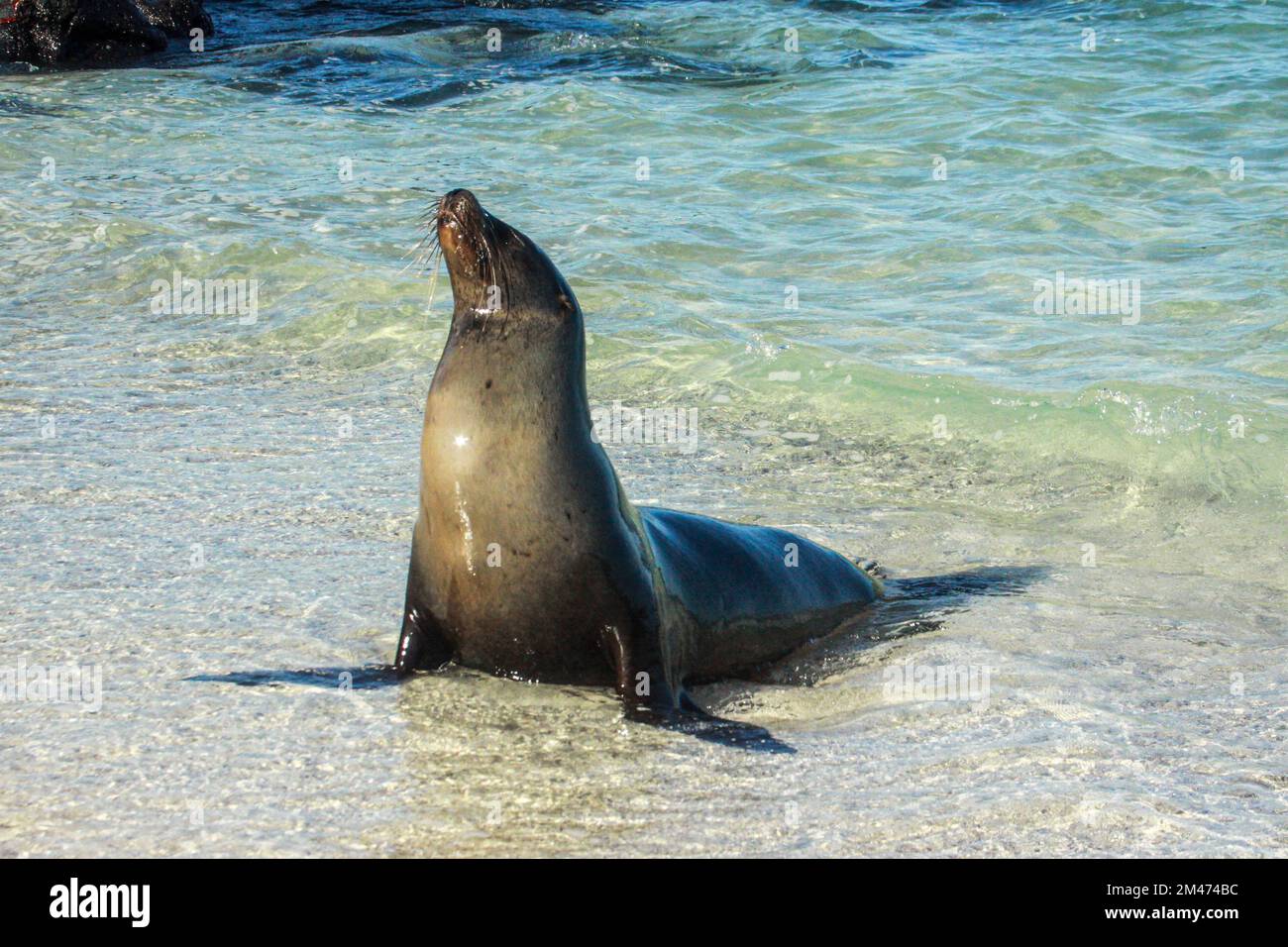 The Galápagos sea lion (Zalophus wollebaeki) photographed in Galapagos ...