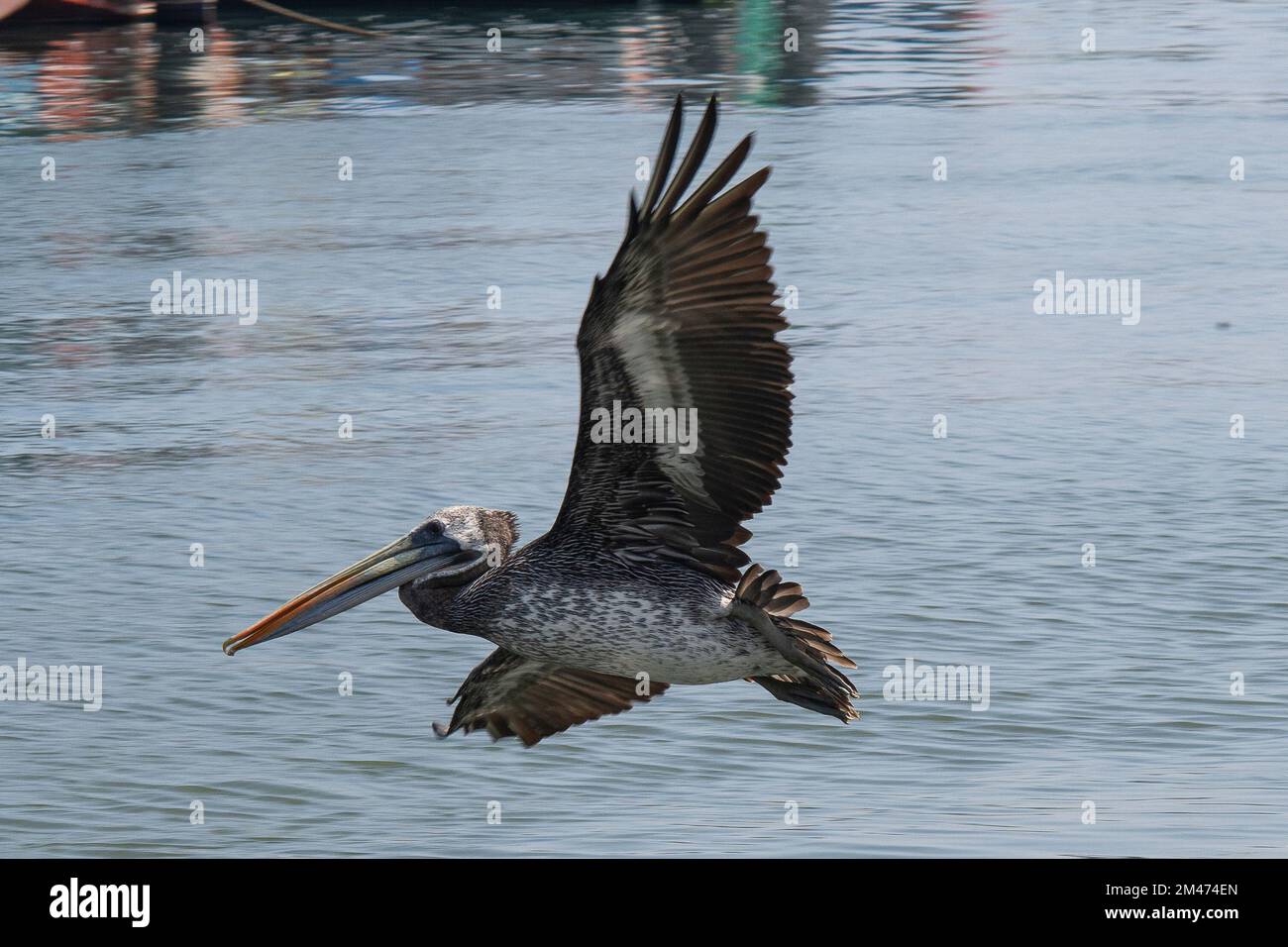 Peruvian pelican (Pelecanus thagus) is a seabird in the Pelecanidae in ...