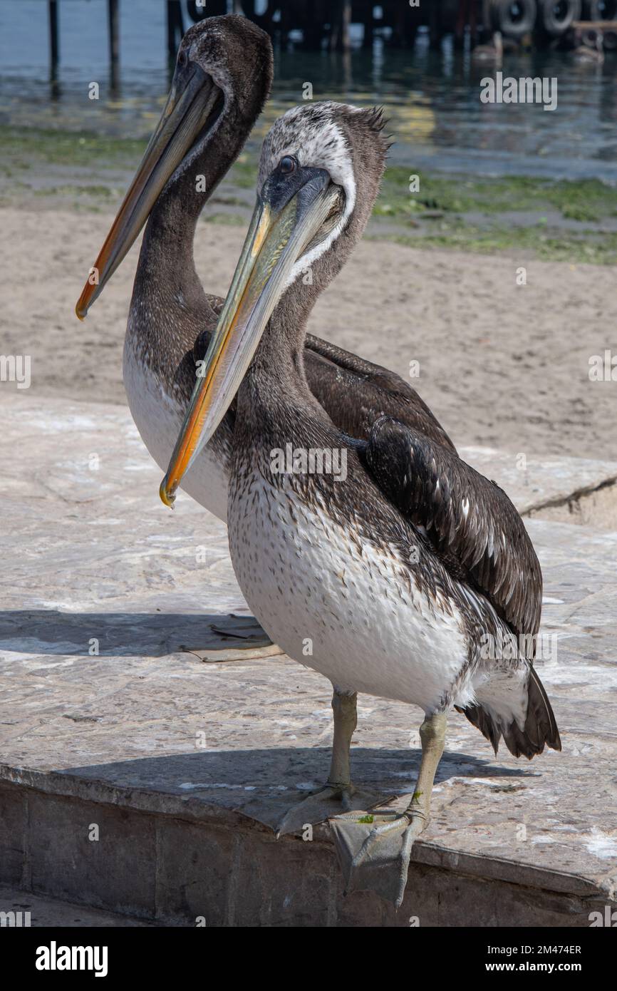 Peruvian pelican (Pelecanus thagus) is a seabird in the Pelecanidae in ...