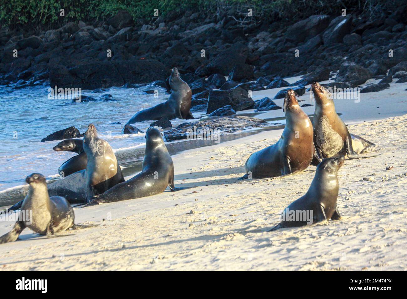 The Galápagos sea lion (Zalophus wollebaeki) photographed in Galapagos ...