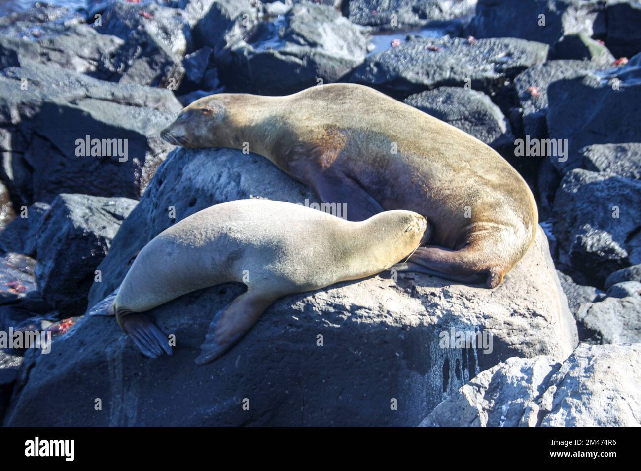 Galapagos fur seal (Arctocephalus galapagoensis) on volcanic rocks ...