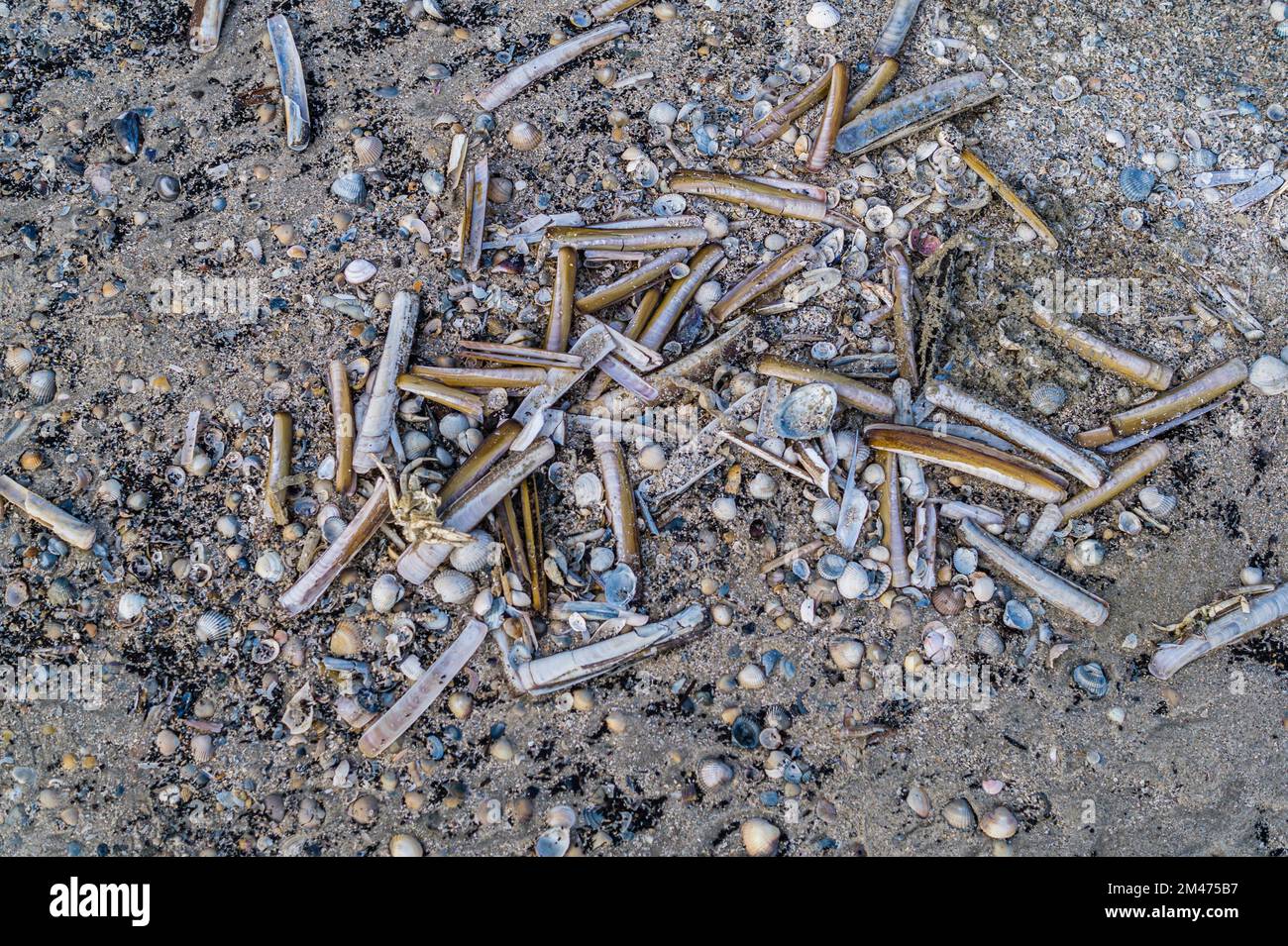 many shells in the sand at the North Sea Stock Photo - Alamy