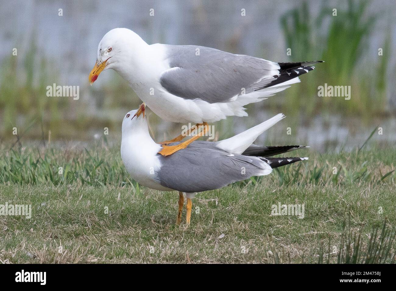 Larus michahellis is a mediterranean seagull Stock Photo - Alamy