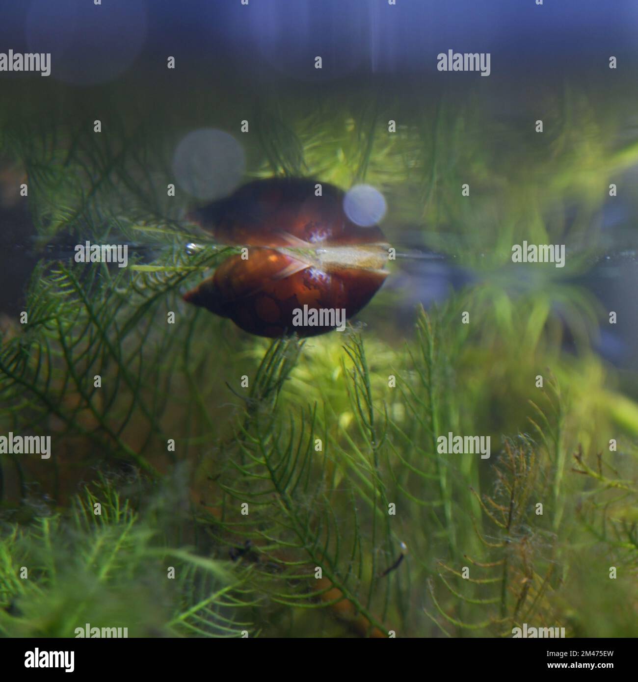 snail swimming upwards right below the water surface inside a planted ...