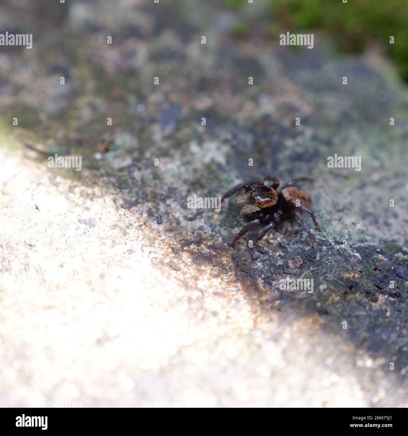 Spider shadow hi-res stock photography and images - Alamy