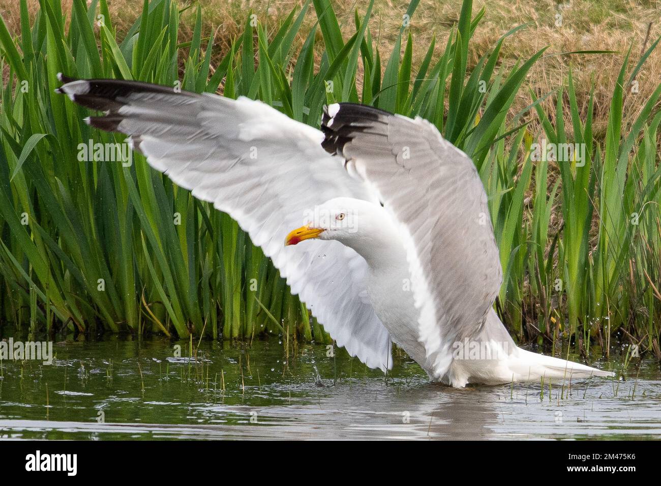 Larus michahellis is a mediterranean seagull Stock Photo - Alamy