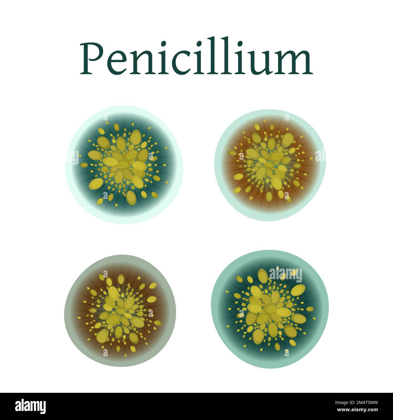 Penicillium fungi Stock Vector Images - Alamy