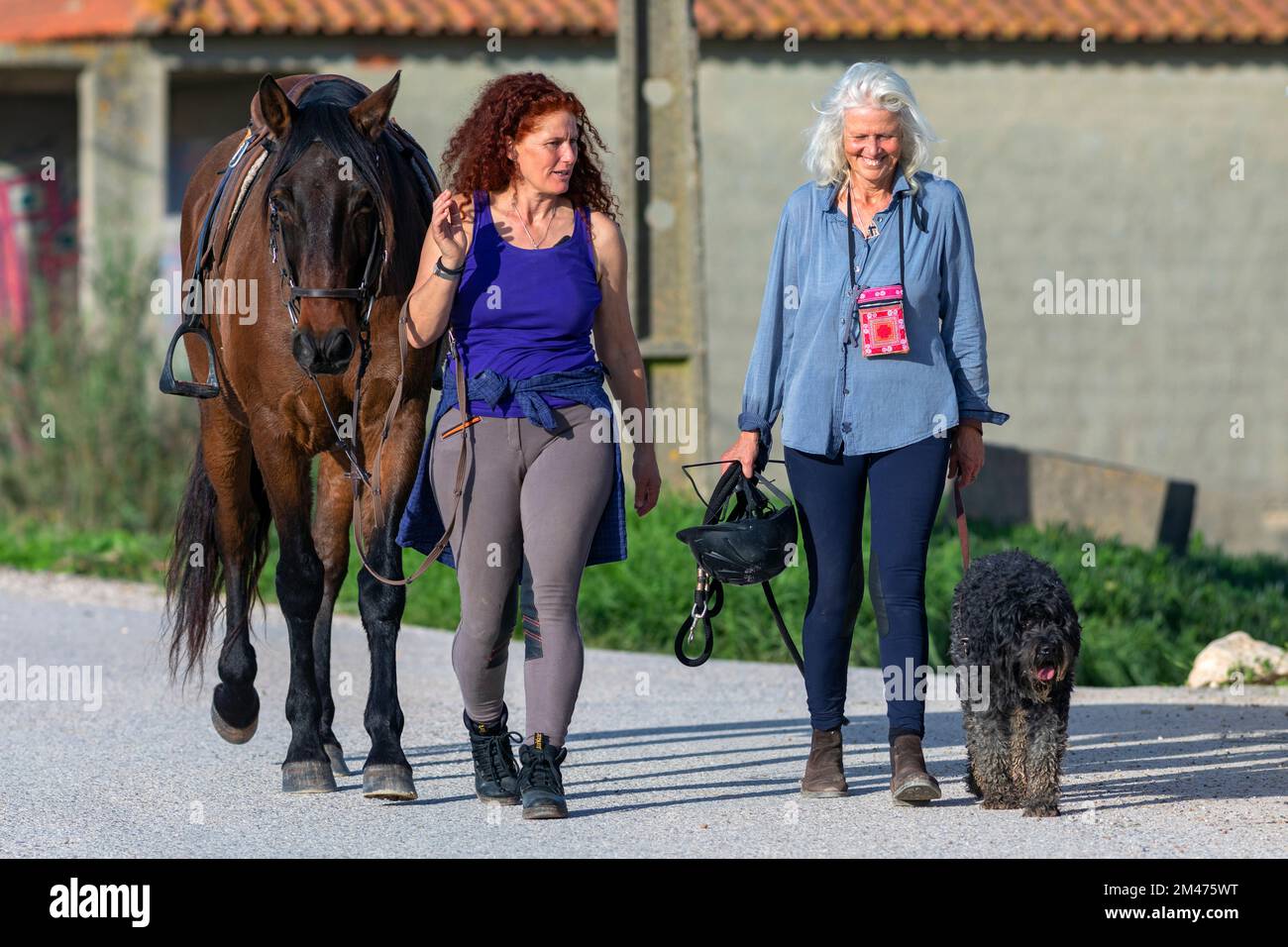 Ferrel horse hi-res stock photography and images - Alamy