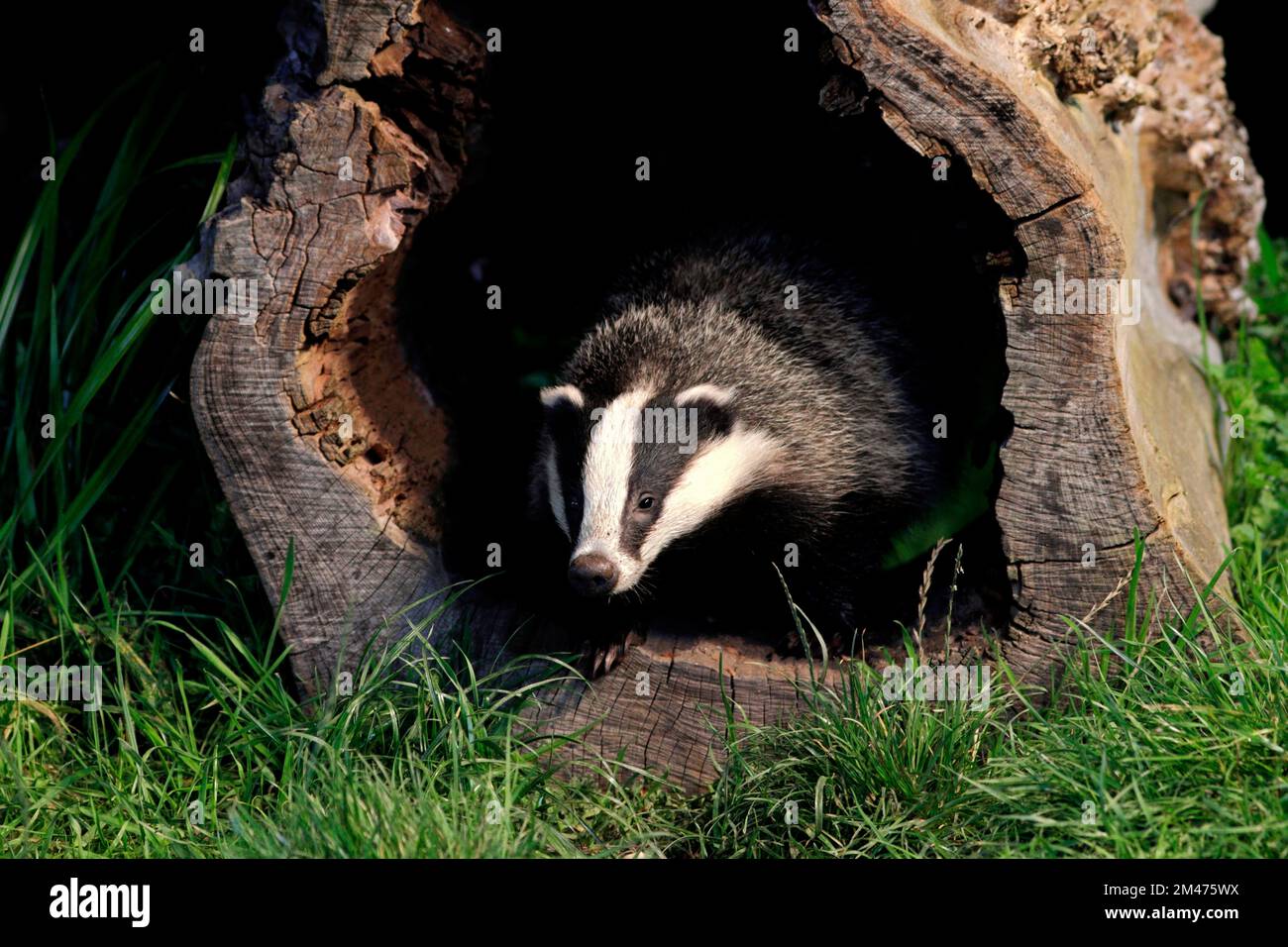 BADGER (Meles meles) emerging from a hollow log in a wildlife garden ...