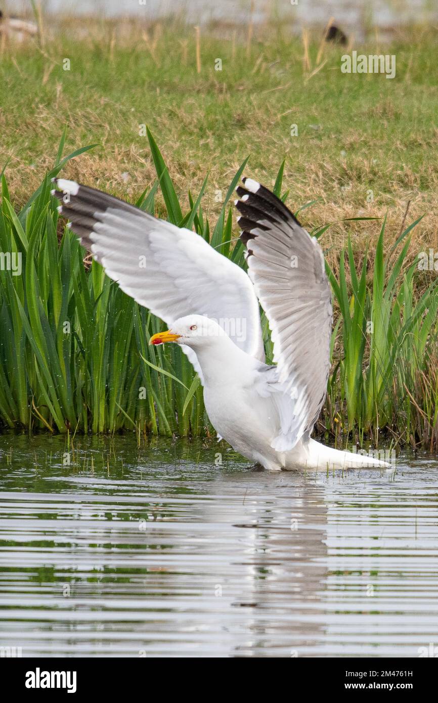 Larus michahellis is a mediterranean seagull Stock Photo - Alamy