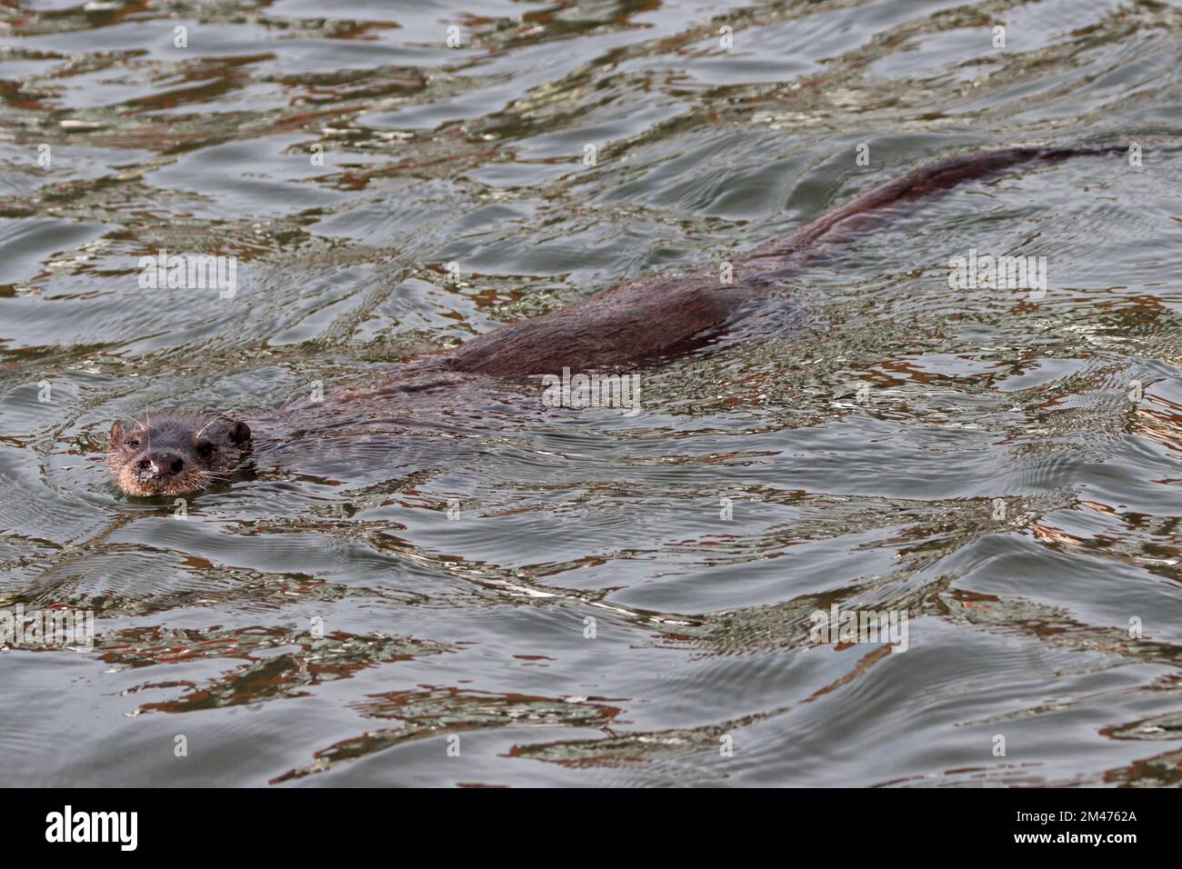 OTTER (Lutra lutra) swimming in a harbour, UK Stock Photo - Alamy