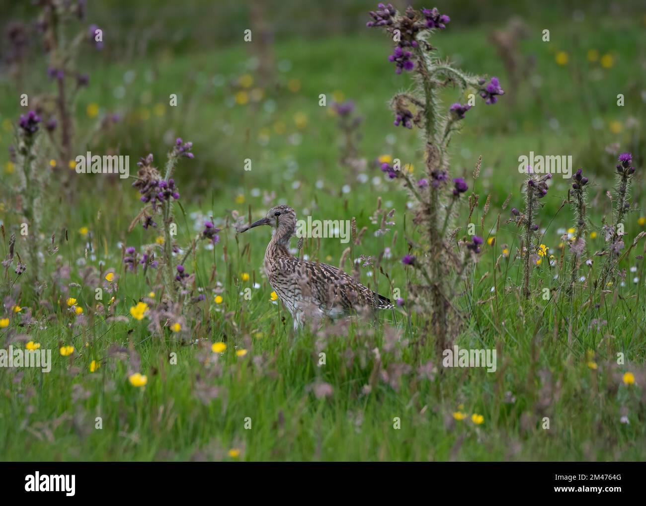 Curlew (Numenius arquata), young bird walking through long grass ...