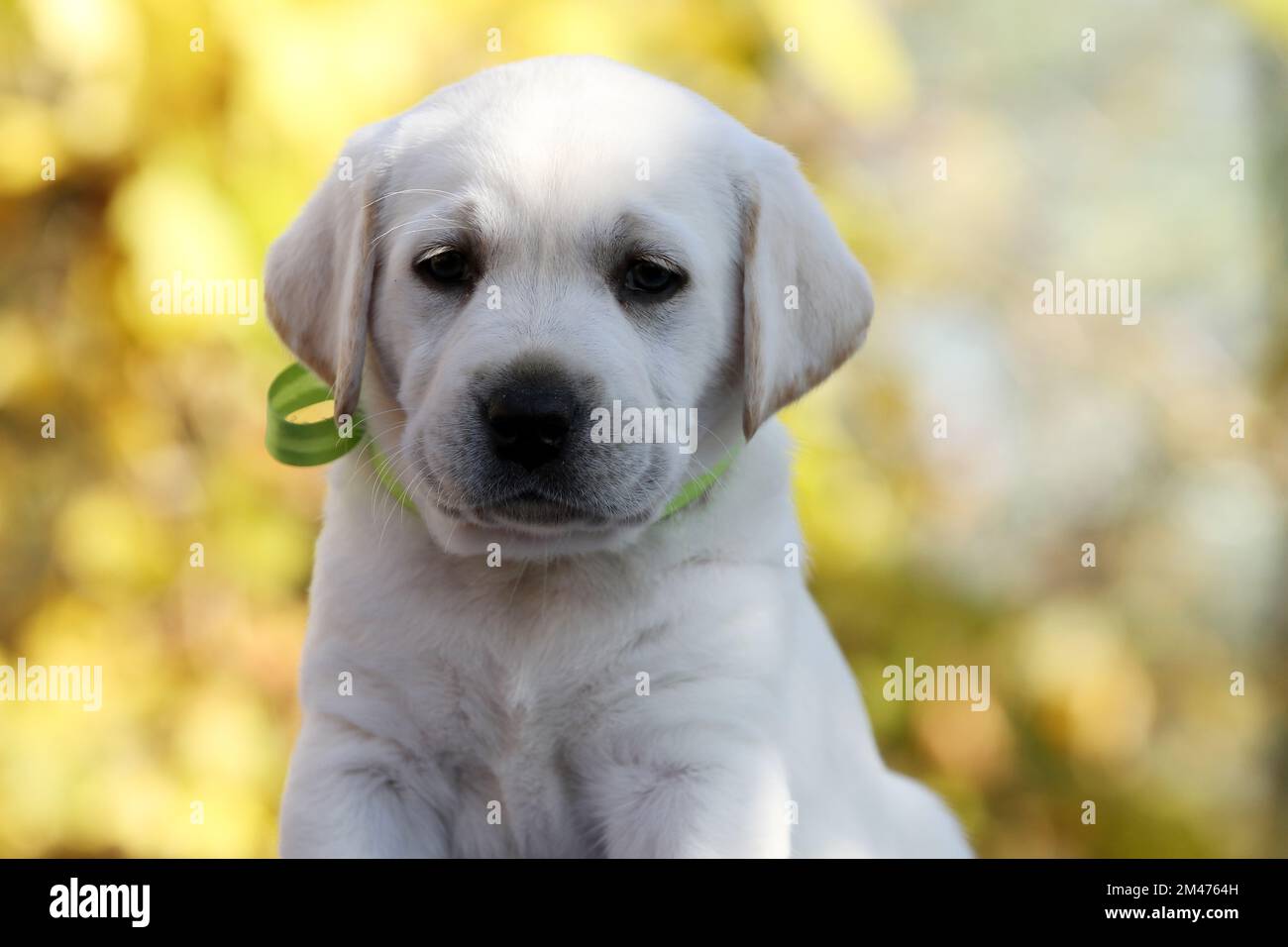 a nice yellow labrador retriever in autumn close up portrait Stock ...