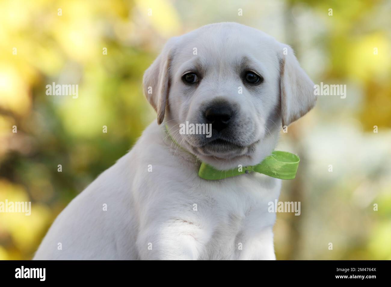 a sweet nice yellow labrador retriever in autumn close up portrait ...