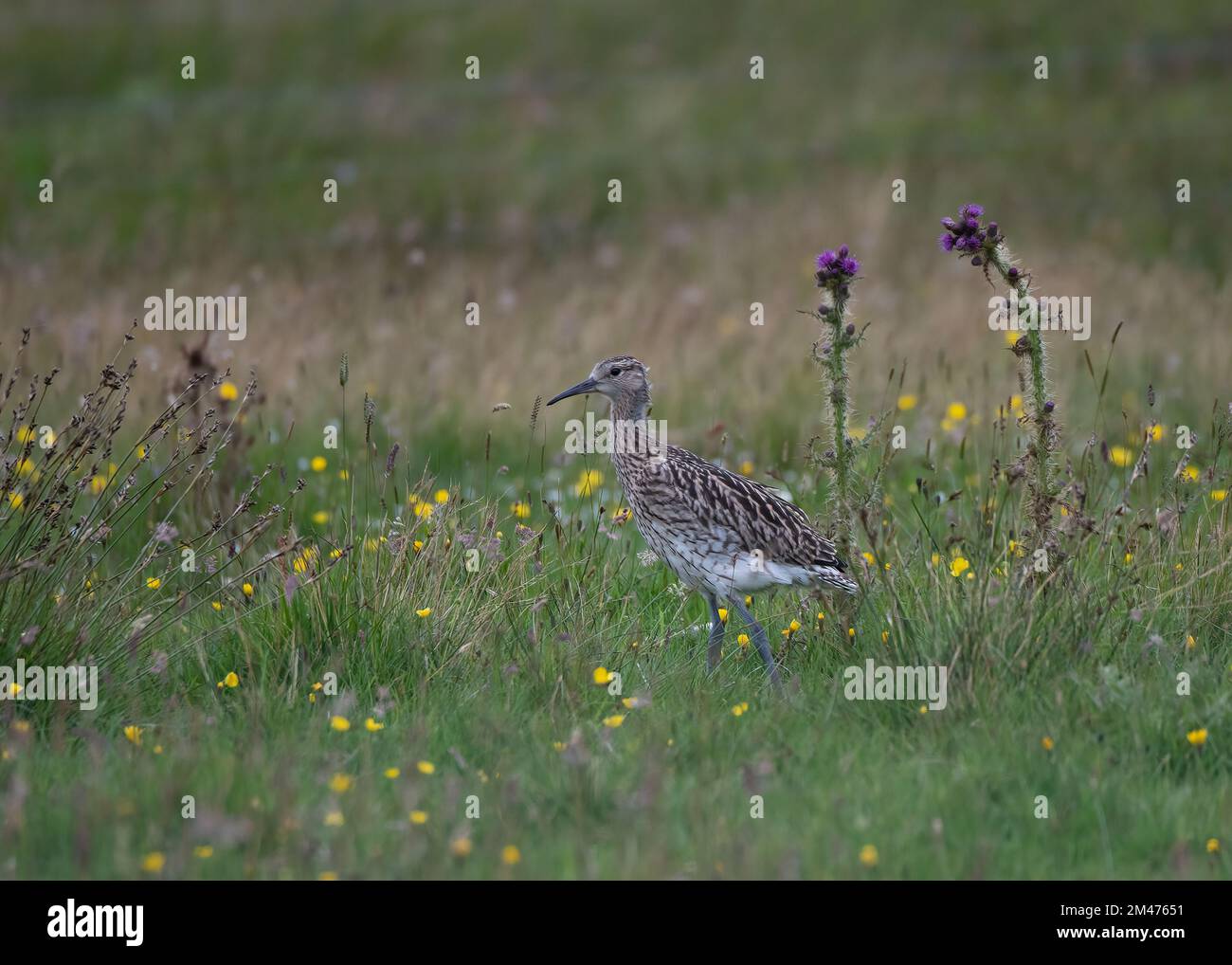 Curlew (Numenius arquata), young bird walking through long grass ...
