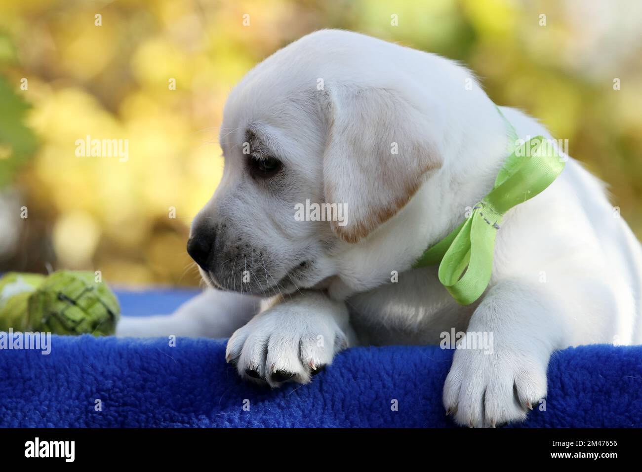 the sweet nice yellow labrador retriever in autumn close up portrait ...