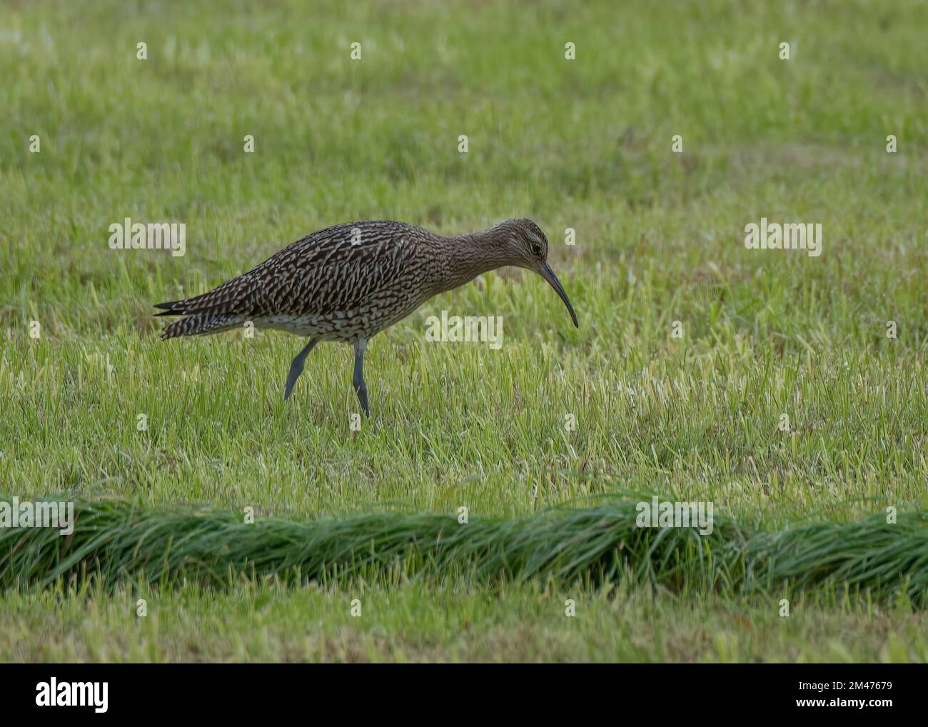 Curlew (Numenius arquata) walking through newly mown silage field ...