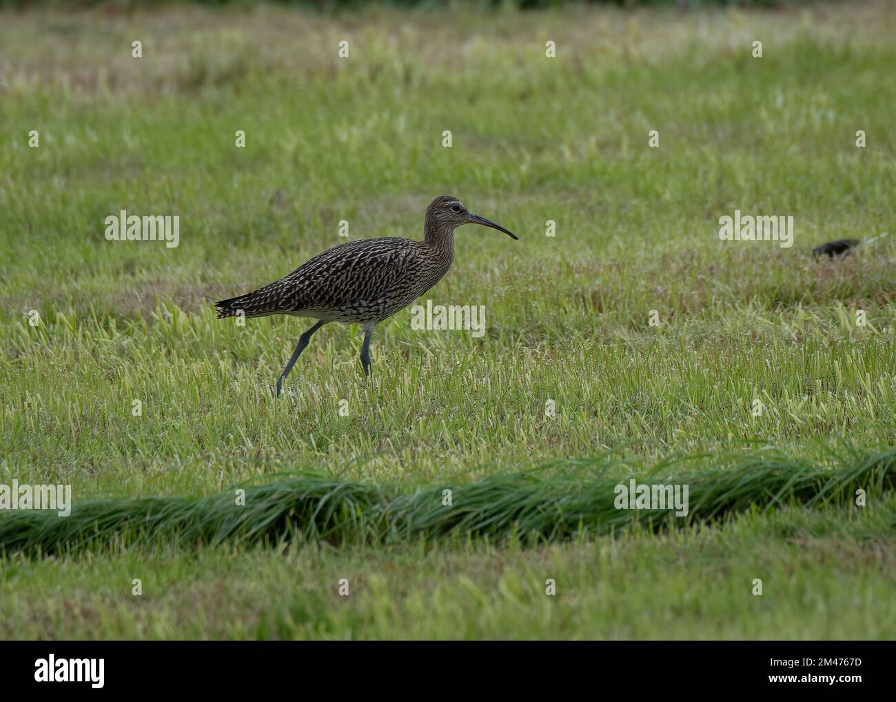 Curlew (Numenius arquata) walking through newly mown silage field ...