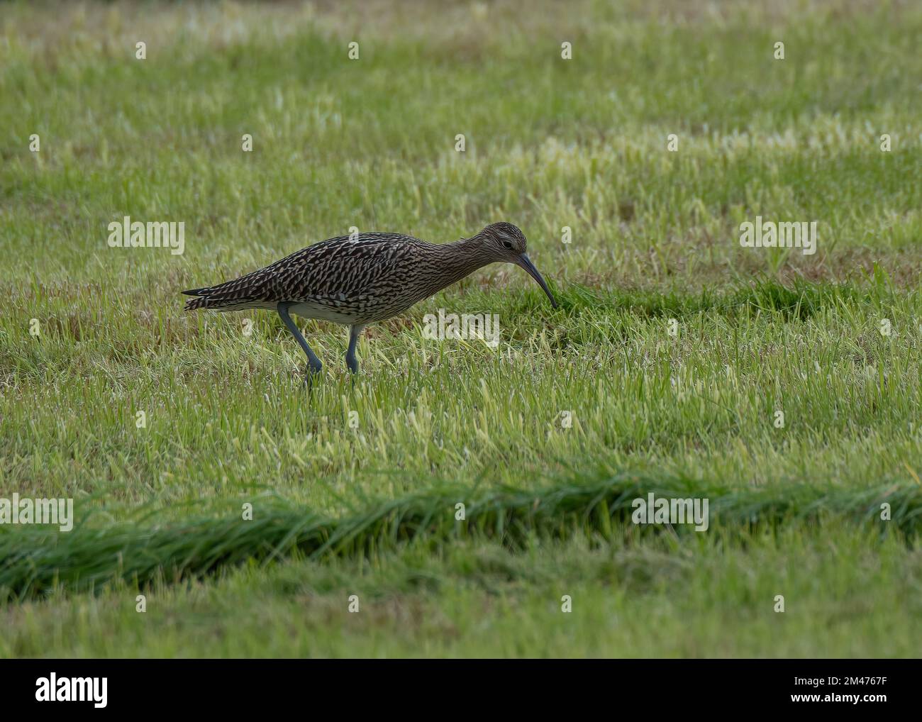 Curlew (Numenius arquata) walking through newly mown silage field ...