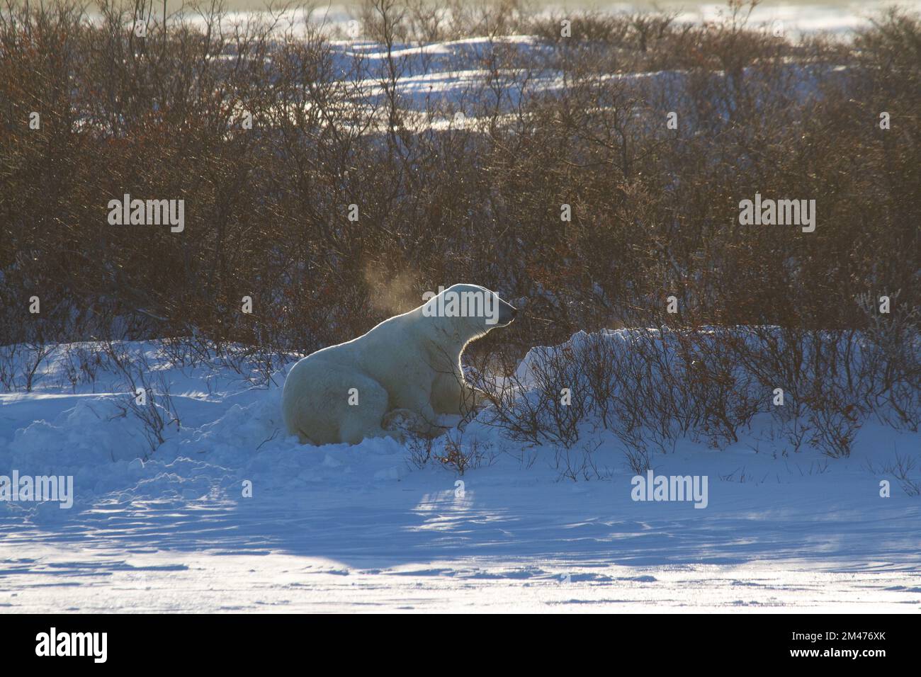 A polar bear or ursus maritumus shaking snow off with a second polar ...