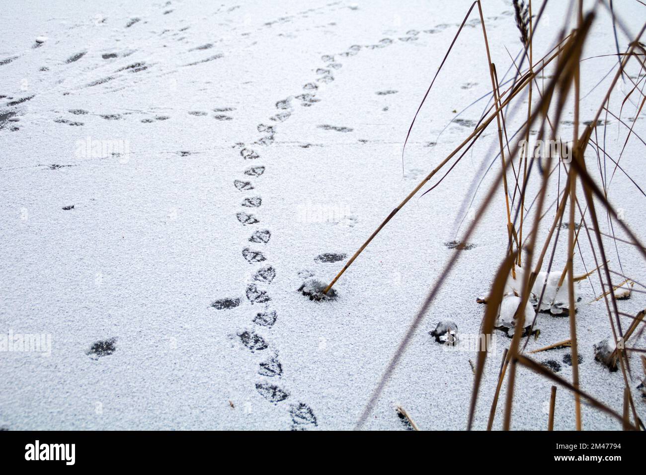 Duck footprint hi-res stock photography and images - Alamy