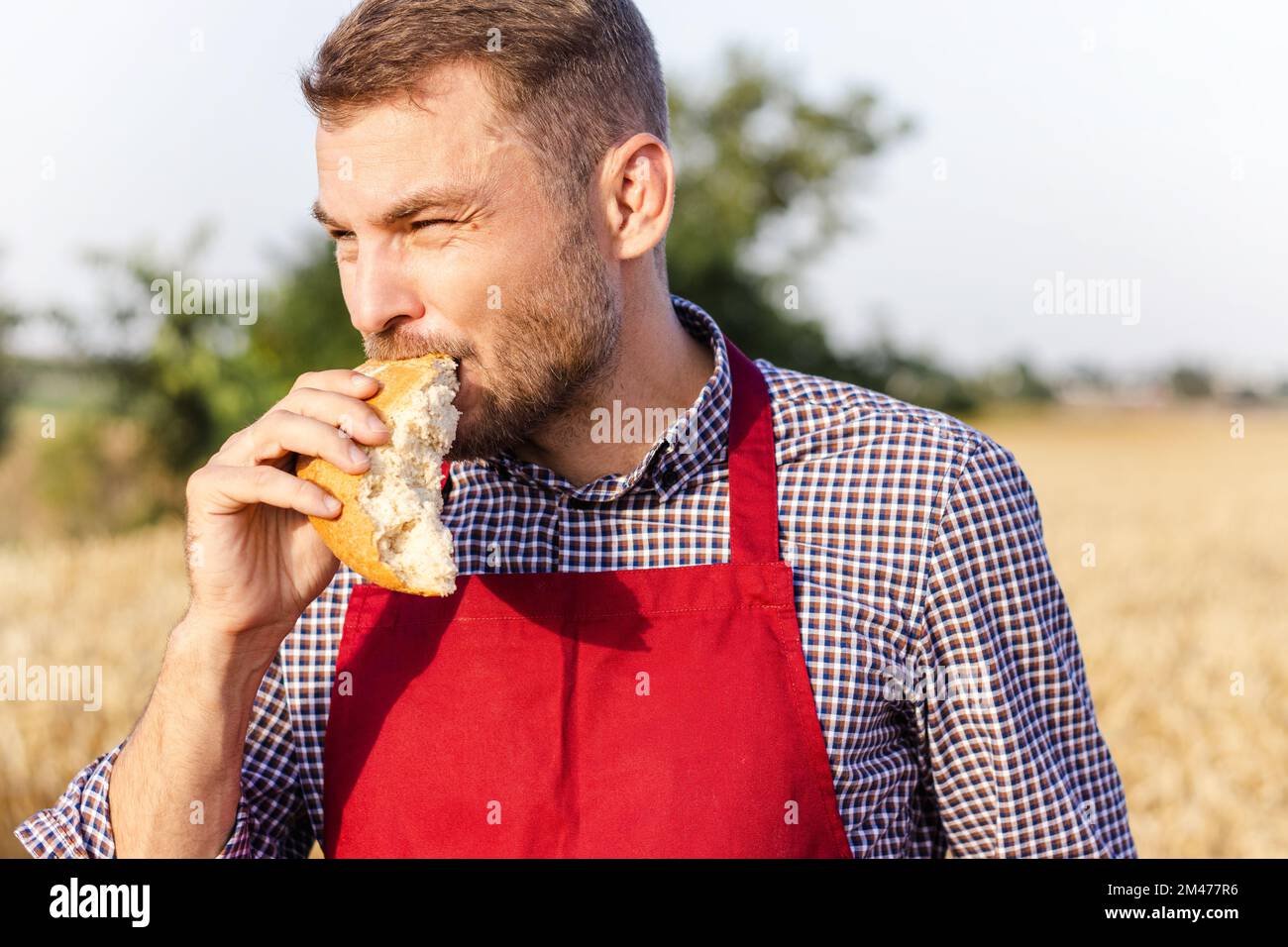 Farmworker man wearing apron eating bread in a wheat field Stock Photo ...