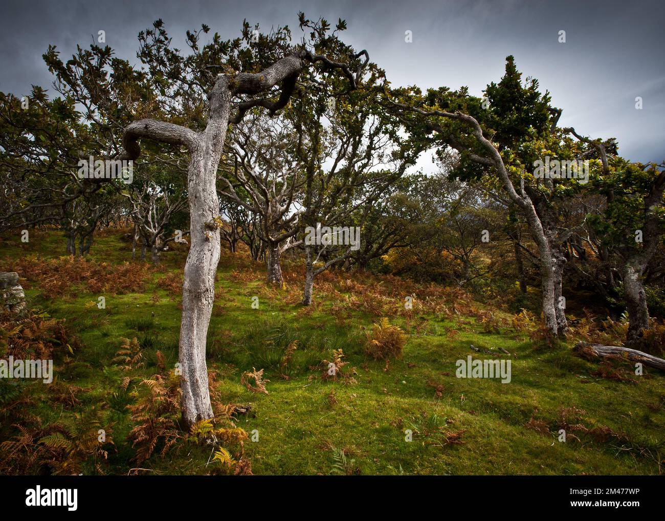 Scottish trees hi-res stock photography and images - Alamy
