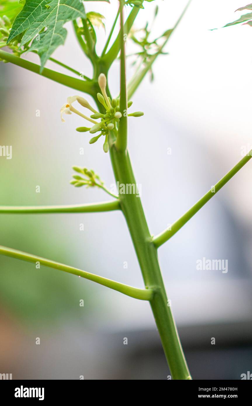 Papaya tree with ripening fruit hi-res stock photography and images - Alamy